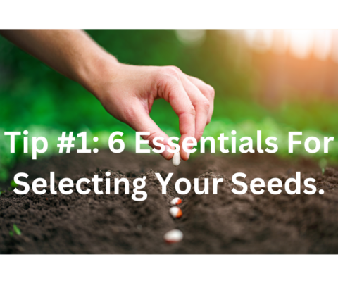Seed Selection Tip #1 - Belshers Copy & Content